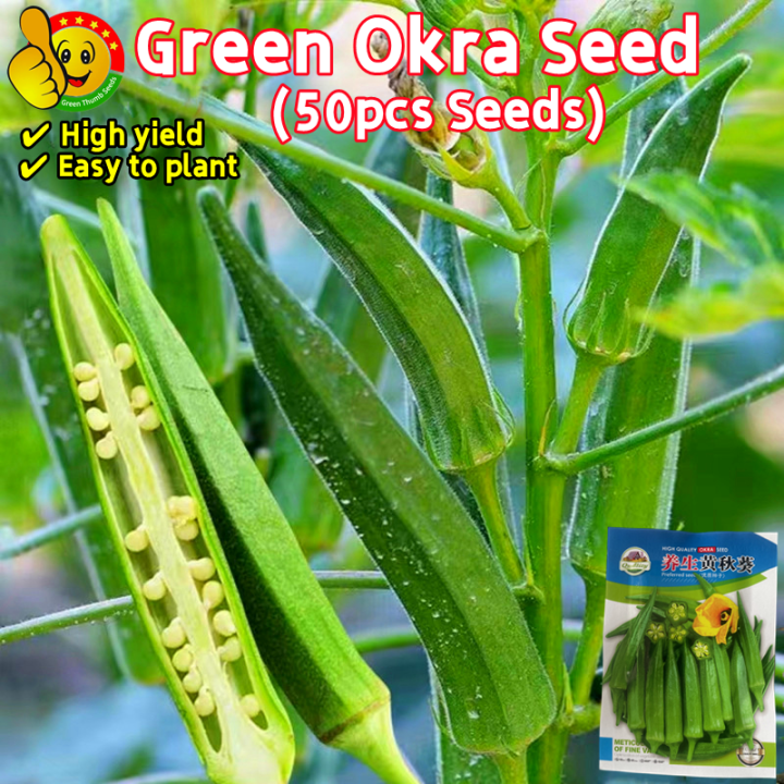 ปลูกง่าย ปลูกได้ทั่วไทย (50เมล็ด/ซอง) เมล็ดพันธุ์กระเจี๊ยบ High Yield Green Okra Seeds for ...