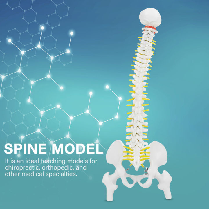 Spine Model Removable Spine Model Spine Anatomy Model for School ...