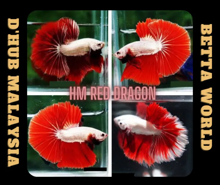 D'HUB Halfmoon Red Dragon Betta Fish / Ikan Laga HM Halfmoon Red Dragon | Lazada