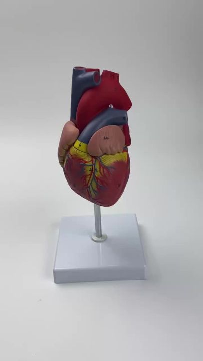 PVC 2 Part Life Size Human Heart Anatomy Model Mounted on White Base ...