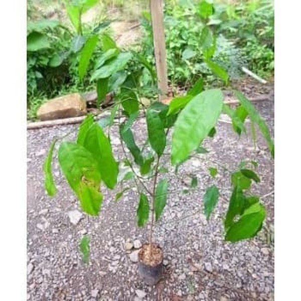 Tanaman Bibit Buah Melinjo Tambulampot TERLARIS | Lazada Indonesia