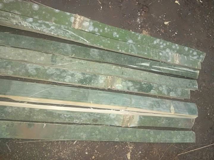 bilah bambu petung ukuran 3 meter bambu tebal | Lazada Indonesia