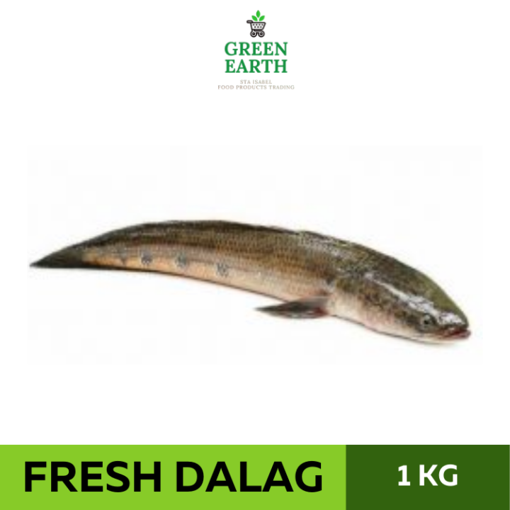GREEN EARTH Fresh Dalag - 1KG | Lazada PH