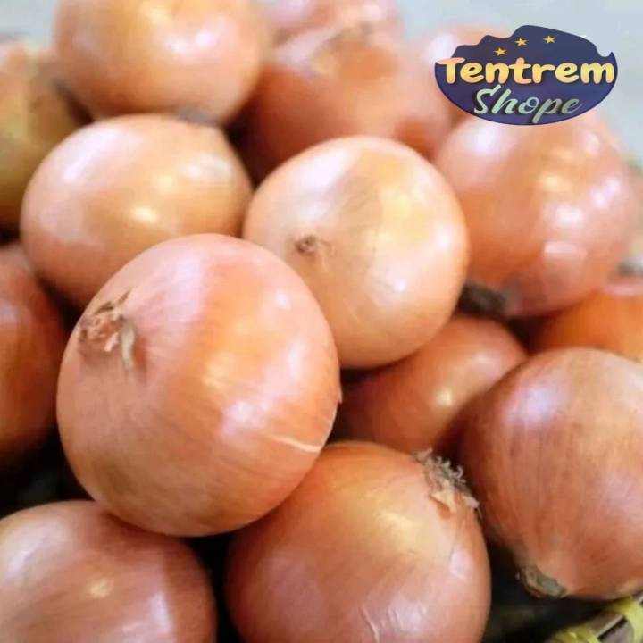 BAWANG BOMBAY UKURAN SEDANG 1KG bawang bawangan | Lazada Indonesia