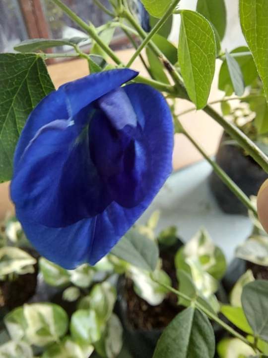 Blue Ternate plant / clitoria/ blue pea/ butterfly pea- rooted and ...