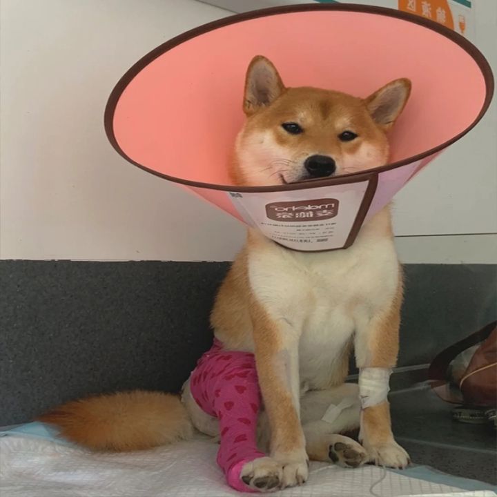 1414 Fracture External Fixation Dogs and Cats Splint Leg First Aid ...