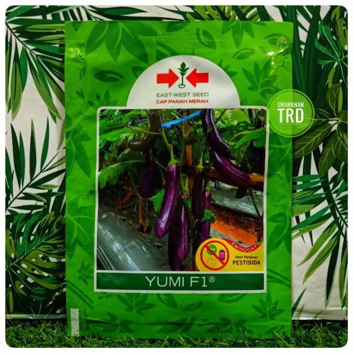 Paket 1100 Biji / Seeds YUMI F1 Biji Benih Terung F1 Hybrid Eggplant ...