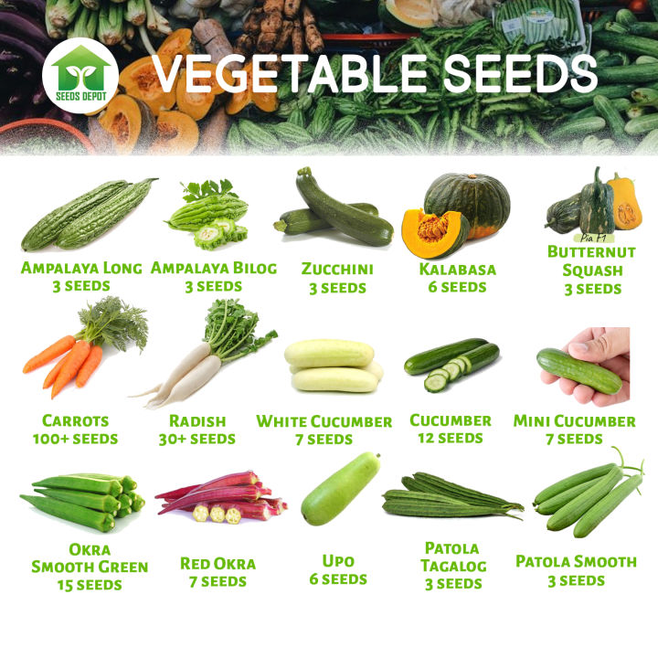 Vegetable Seeds Ampalaya Carrots Kalabasa Okra Radish Cucumber Patola ...