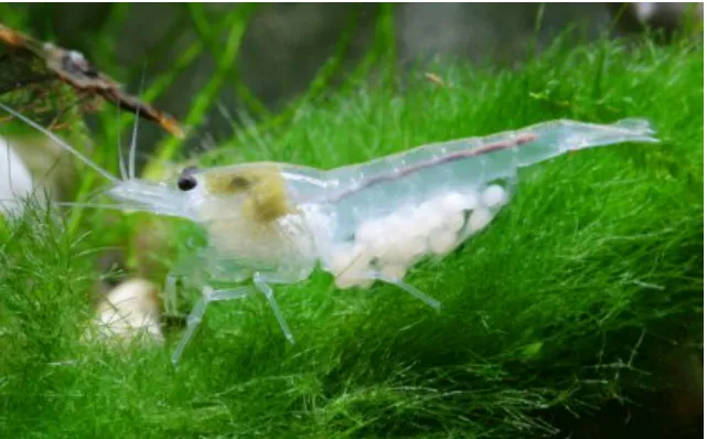 Snowball Neocaridina Shrimp by CSL | Lazada