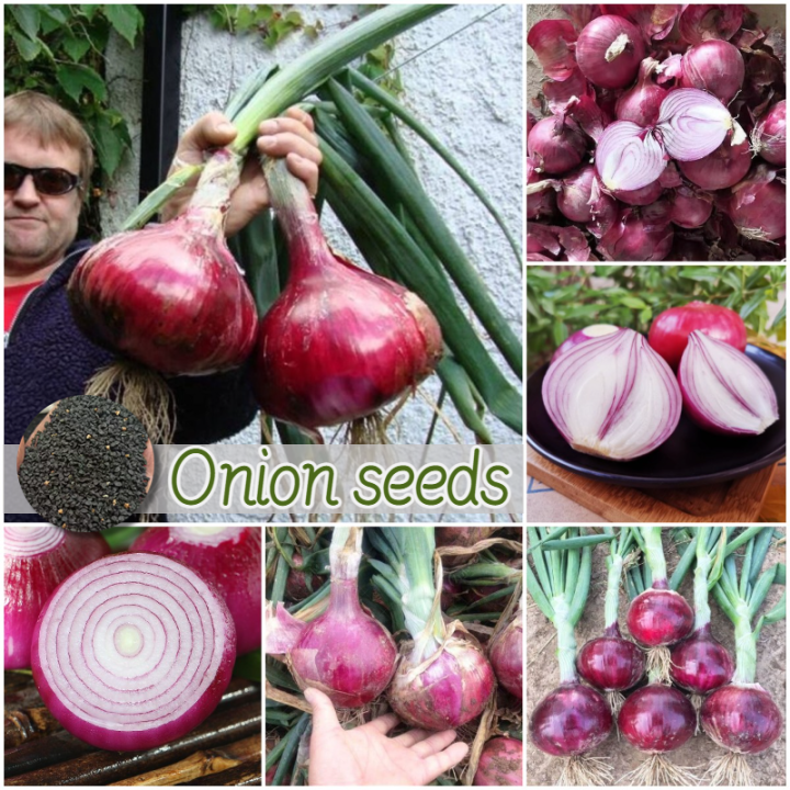 [100% Original Seed] 200pcs Red Onion Seeds for Planting Red Onion ...
