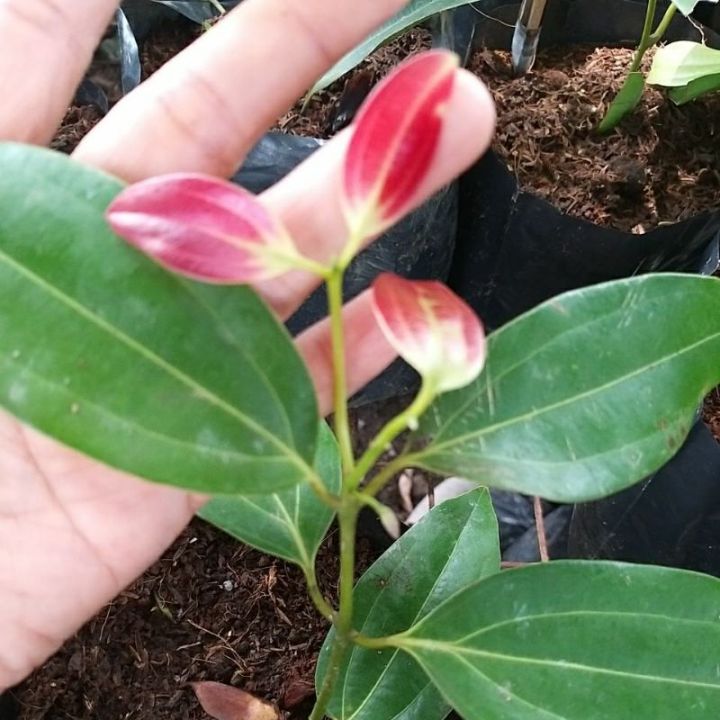 Cinnamon Ceylon Variety herbs and spices seedlings for planting | Lazada PH