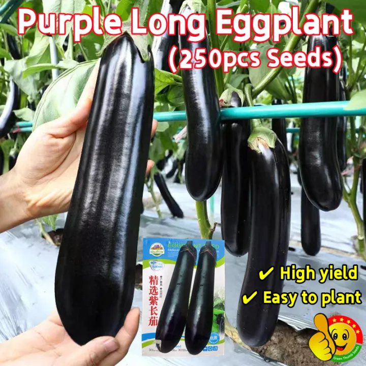 100% Original High Yield Purple Long Eggplant Seeds for Sale (Fresh ...