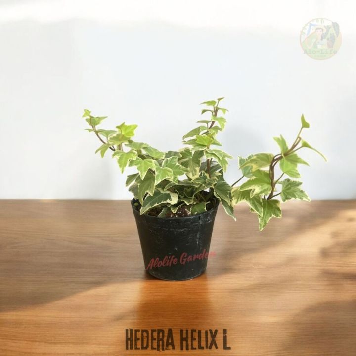 ไอวี่ด่าง (Ivy) Hedera helix L. cv. Glacier** กระถาง 3 นิ้ว! | Lazada.co.th