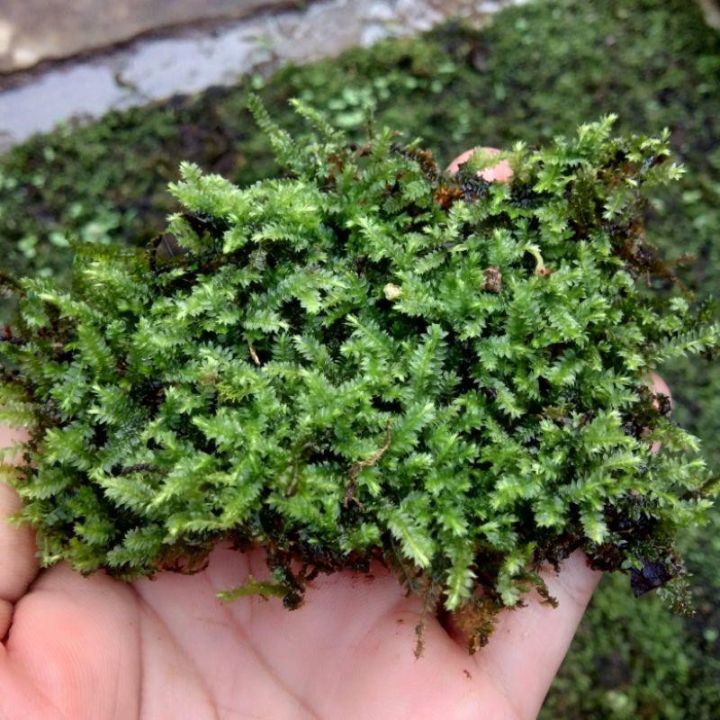 Moss Gorontalo Teranium - Moss Paludarium - Moss Darat Paludarium ...