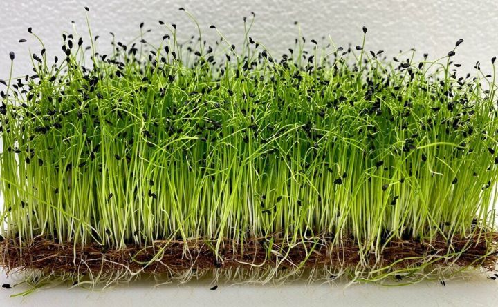 MICRO GREEN LEEK SEEDS SPROUTS HEALTH SUPERFOOD | Lazada PH
