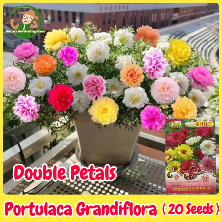 100% Original Double Petals Portulaca Seeds for Planting (20 Seeds ...