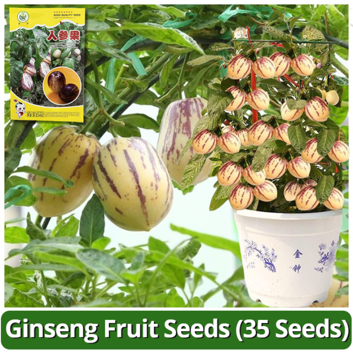 100% Original Biji Benih Pepino Melon Ginseng Fruit Seeds for Planting ...