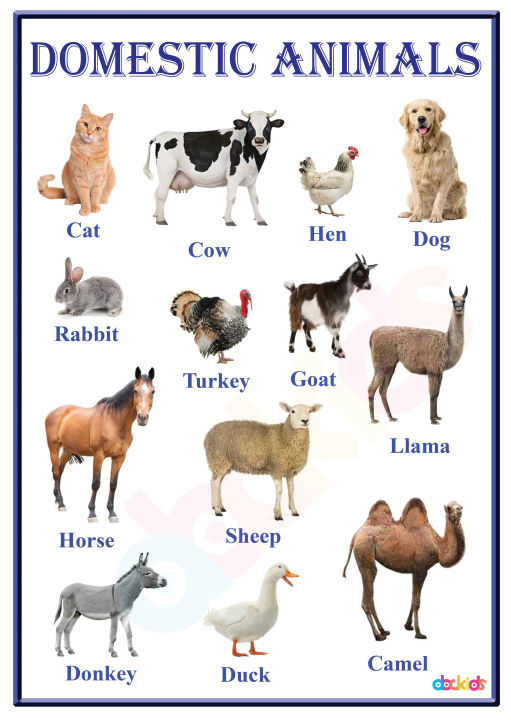 Animals Learning Materials and Educational Charts For Kids | Lazada PH