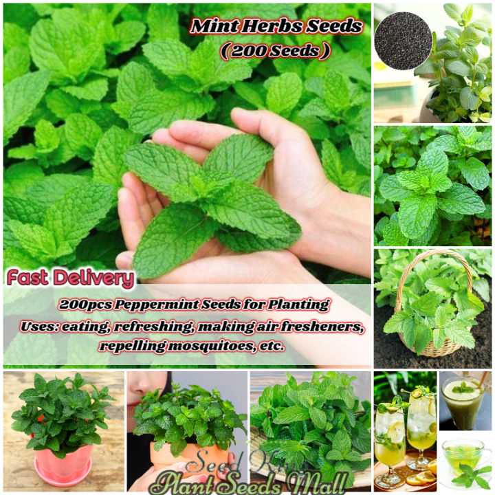 200pcs Peppermint Seeds for Planting Potted Edible Mint Herbs Seeds ...