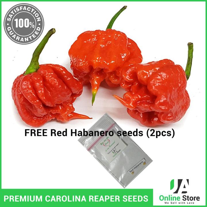 Premium Carolina Reaper Seeds (10 seeds) with FREE Red Habanero Seeds (2pcs) | Lazada PH
