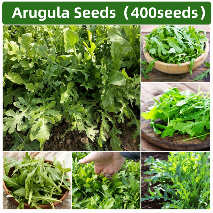 ARUGULA SEEDS (400seeds/pack)-Rocket Arugula seeds | Lazada PH