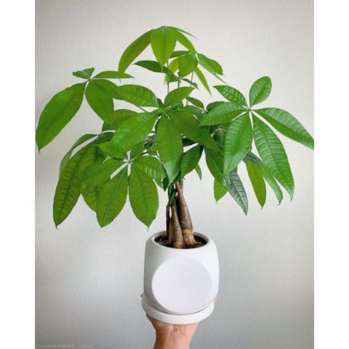 bibit tanaman pacira money tree - tanaman keberuntungan - tanaman ...