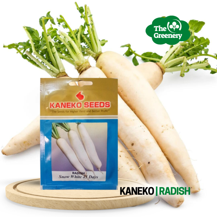 Radish By Kaneko Seed | Variety Snow white 45 days | Labanos Seed ...