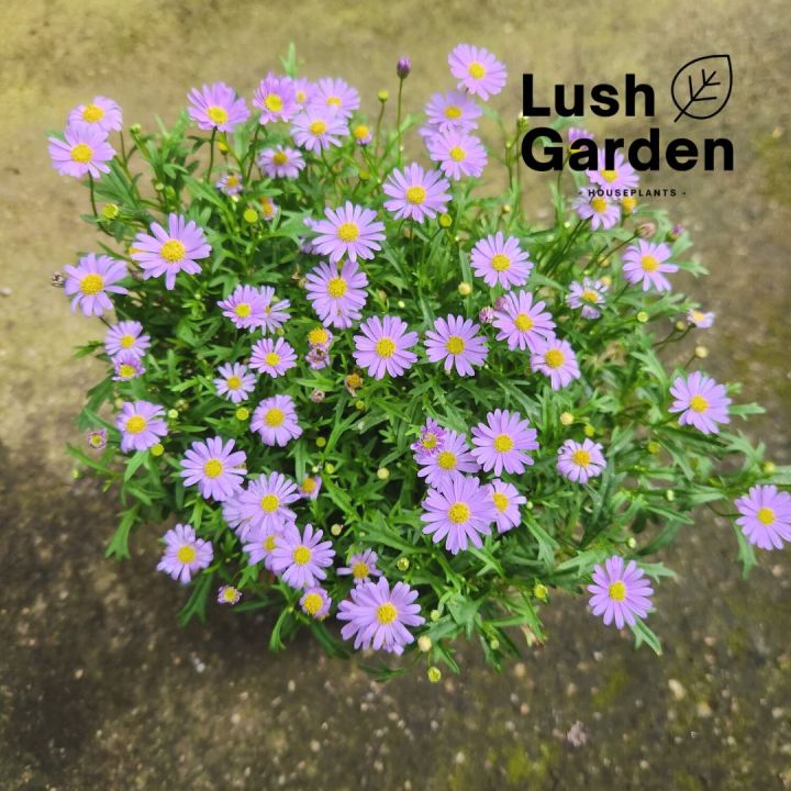 Aster Purple Flower 紫菀 140mm Pot Live Plant Pokok Hiasan Bunga Purple ...