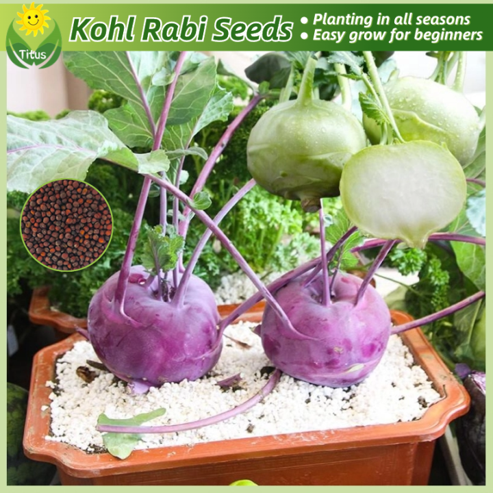 100% Legit Organic Kohlrabi Seeds for Planting (150pcs/pack - Green ...