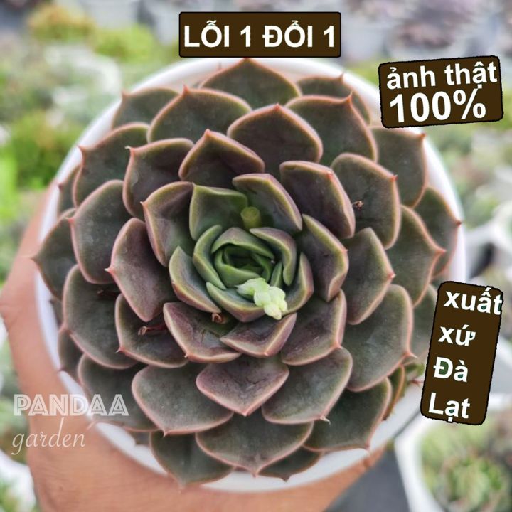 Sen Đá Hoa Hồng Đỏ Size Trυng 9-11cm, Xuất Xứ Vườn Sen Đá PANDAA GARDEN ...
