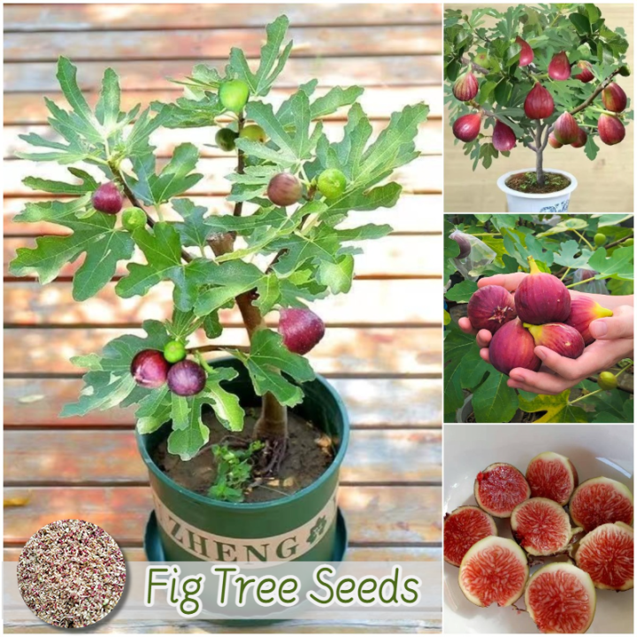 600seeds/pack Rare Fig Tree Seeds Tropical Ficus Carica Seed Dwarf Fruit Seeds for Planting ...