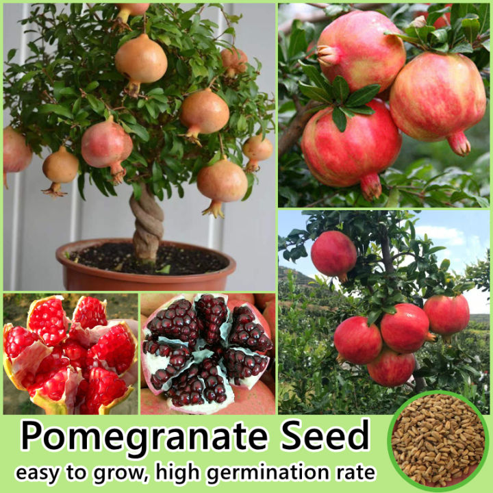 [Fast Delivery] Sweet and Juicy Pomegranate Seed Fruit Seeds for ...