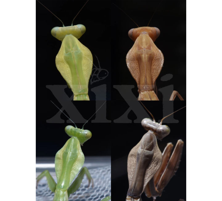 Large-scale pet living insect popular science gift multi-body color ...