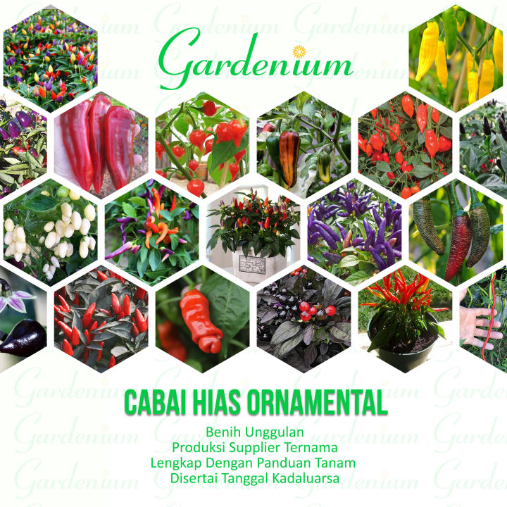 Macam Macam Benih Cabai Unik Hias Ornamental Cabe Paktani , Bolivian ...
