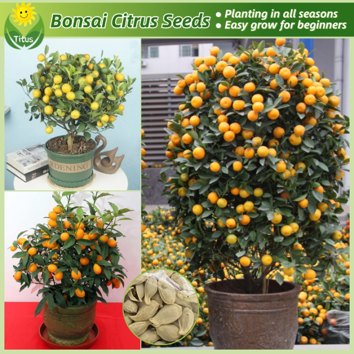 เมล็ดพันธุ์ กัมควอต บรรจุ 35 เมล็ด Citrus kumquat Tree Fruit Seeds for Planting Fruit Plants บอน ...