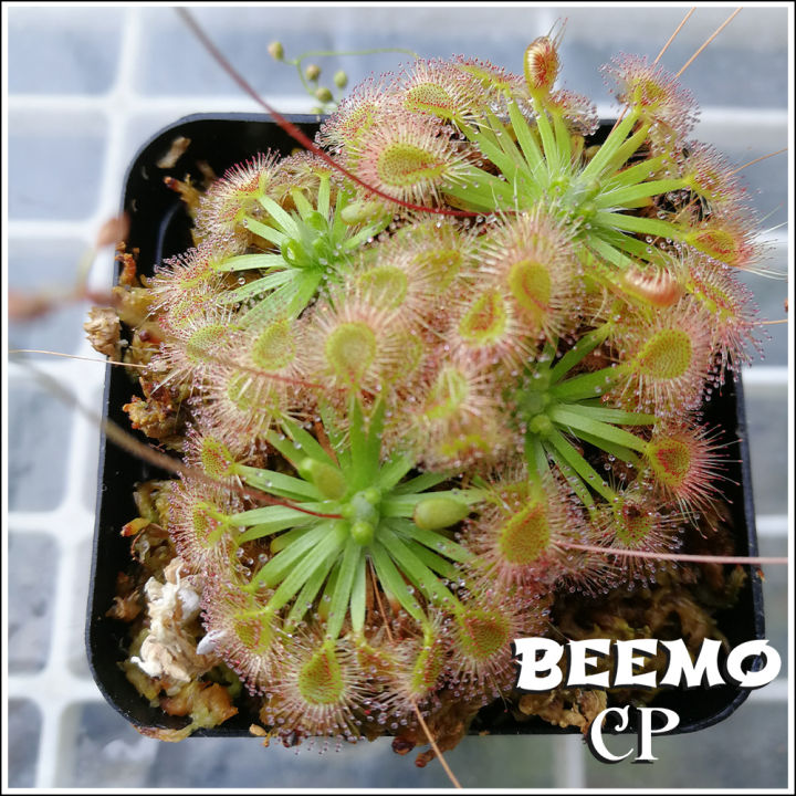 Pygmy Drosera x sidjamesii - Carnivorous Plant | Lazada