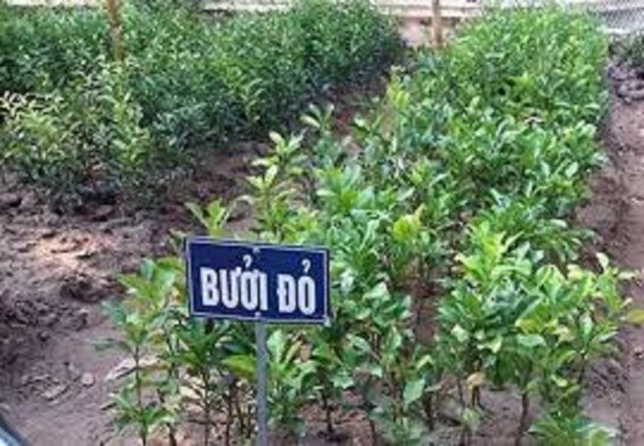 Cây BƯỞI ĐỎ - BƯỞI TIẾN VUA (BƯỞI LUẬN VĂN TIẾN VUA) ghép, Cây to khỏe ...
