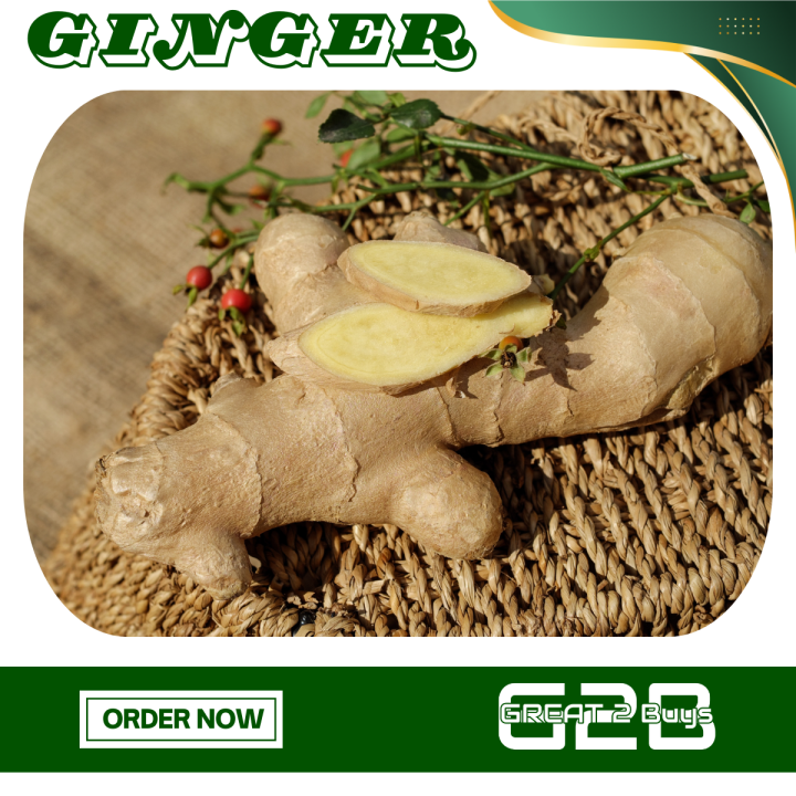Fresh Ginger Luya Laya from Benguet | Lazada PH