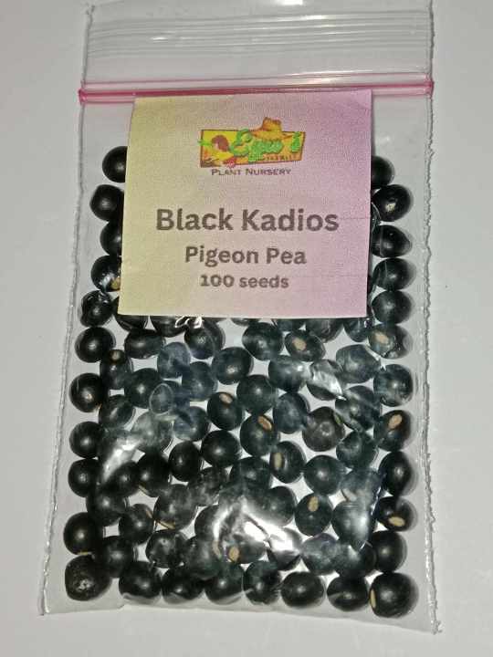 Black Kadios 100 seeds Kadios Pigeon pea Vegetable | Lazada PH