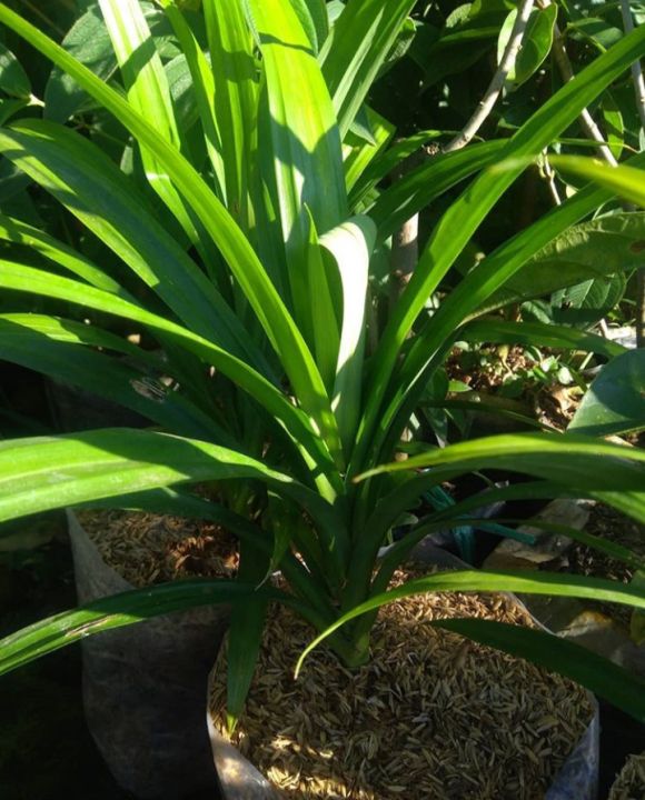 tanaman pandan wangi - daun pandan - bibit pohon pandan wangi | Lazada ...