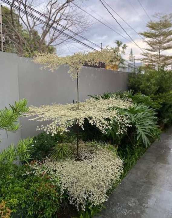 African Talisay Variegated I Live Plants Rare Plants I Stable and Fully ...