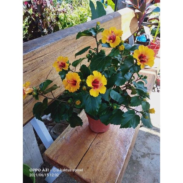 Anak pokok bunga raya mini dan juga pelbagai bunga raya hibrid | Lazada