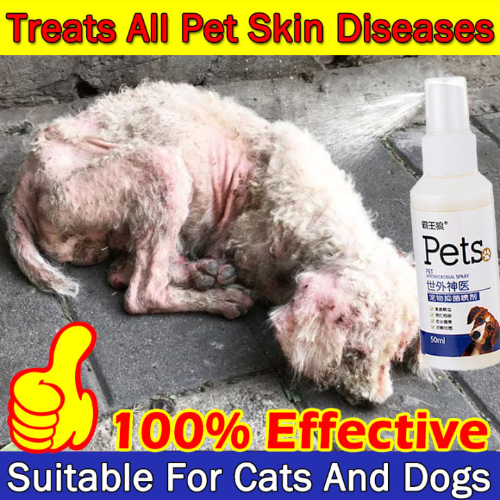 Kaililai scabies treatment spray Dog mange medicine Dog mange medicine ...