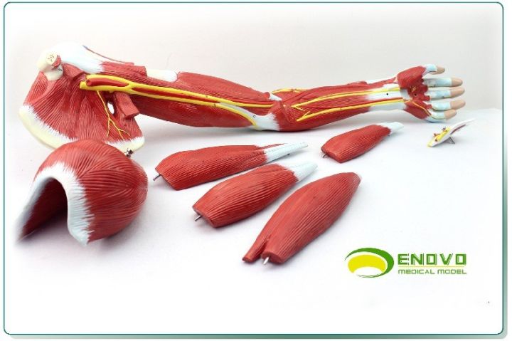 ENOVO medical anatomy model of human upper limb muscles; muscle ...