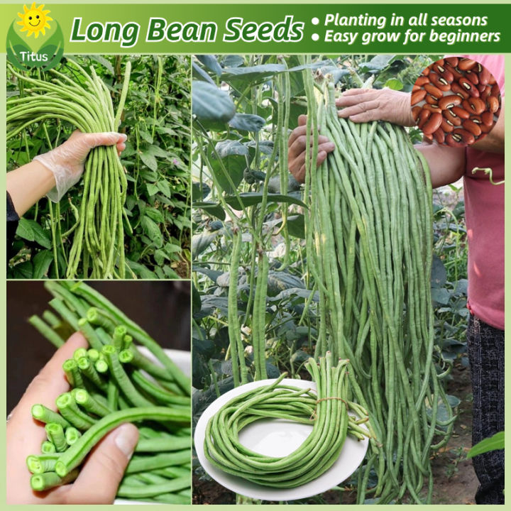 100% Legit Fresh Organic Green Long Beans Seeds for Planting (35pcs ...
