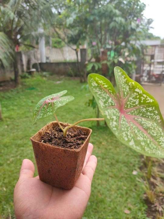 1pc Small Square Pot | High Quality Square Coco FIBER Pots for your ...
