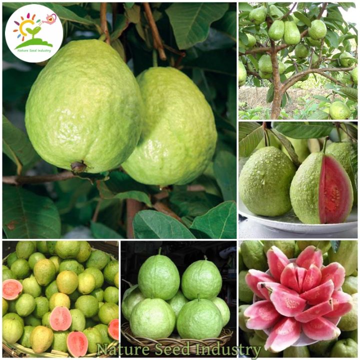 [High Germination] Guava Seeds for Planting (100 seeds/pack, Suitable ...