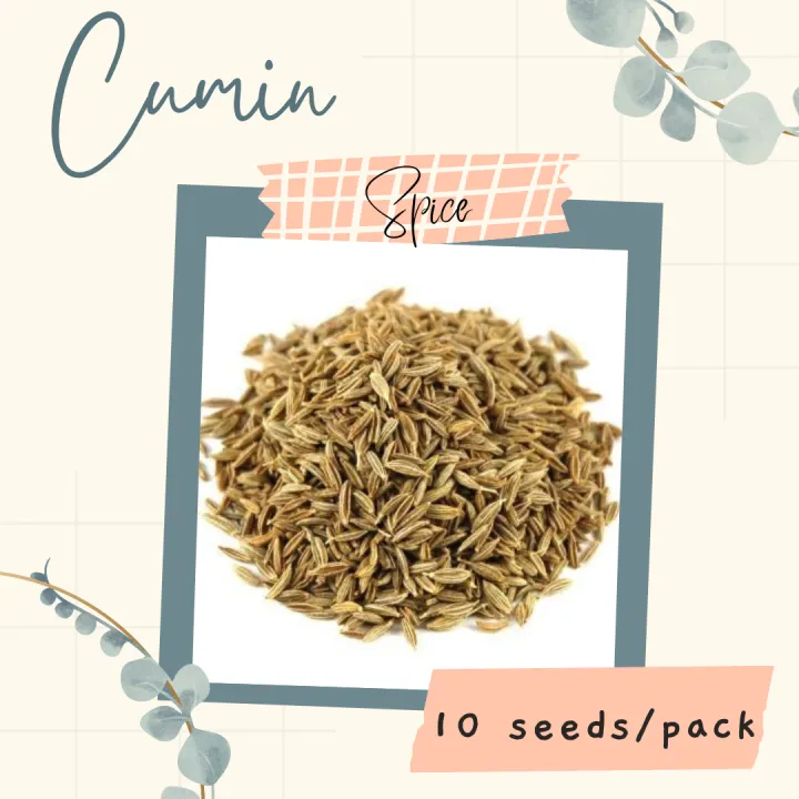 Cumin Seeds for Planting (10 seeds) HERB | Lazada PH