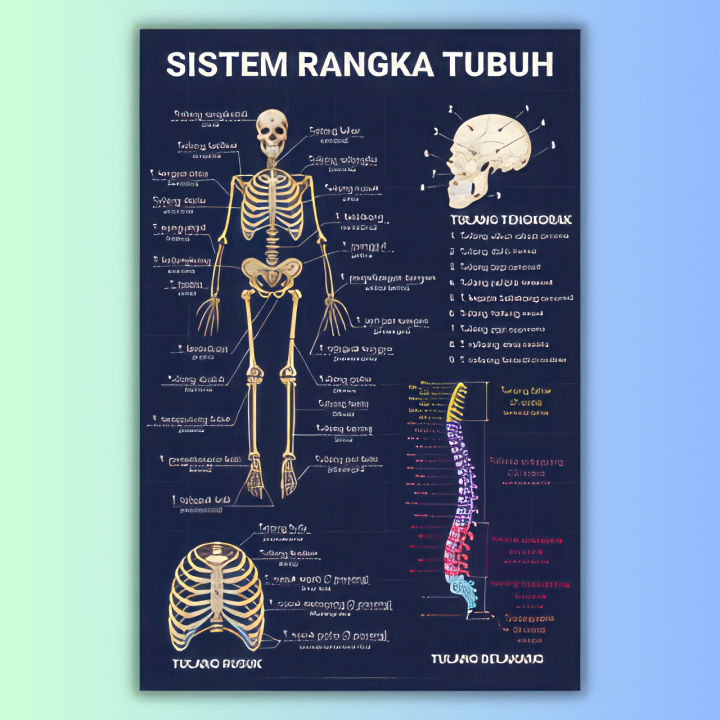 Poster Biologi Sistem RANGKA TUBUH MANUSIA Skeletal System Fisiologi Manusia Edukasi Sekolah ...