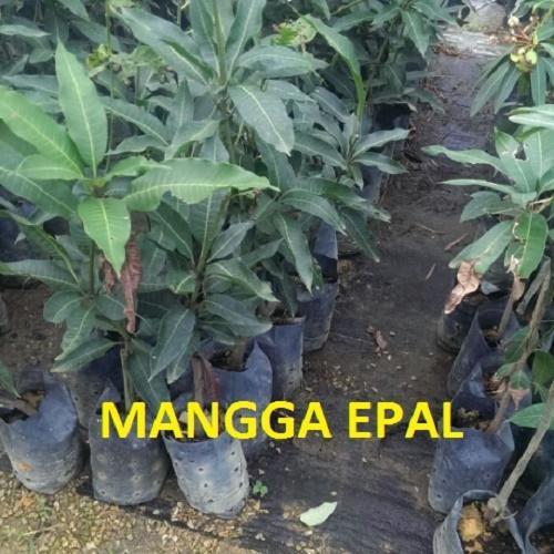 MDC- Grafted Mango Apple sapling / Anak Pokok Mangga Epal (Kahwin) Anak ...